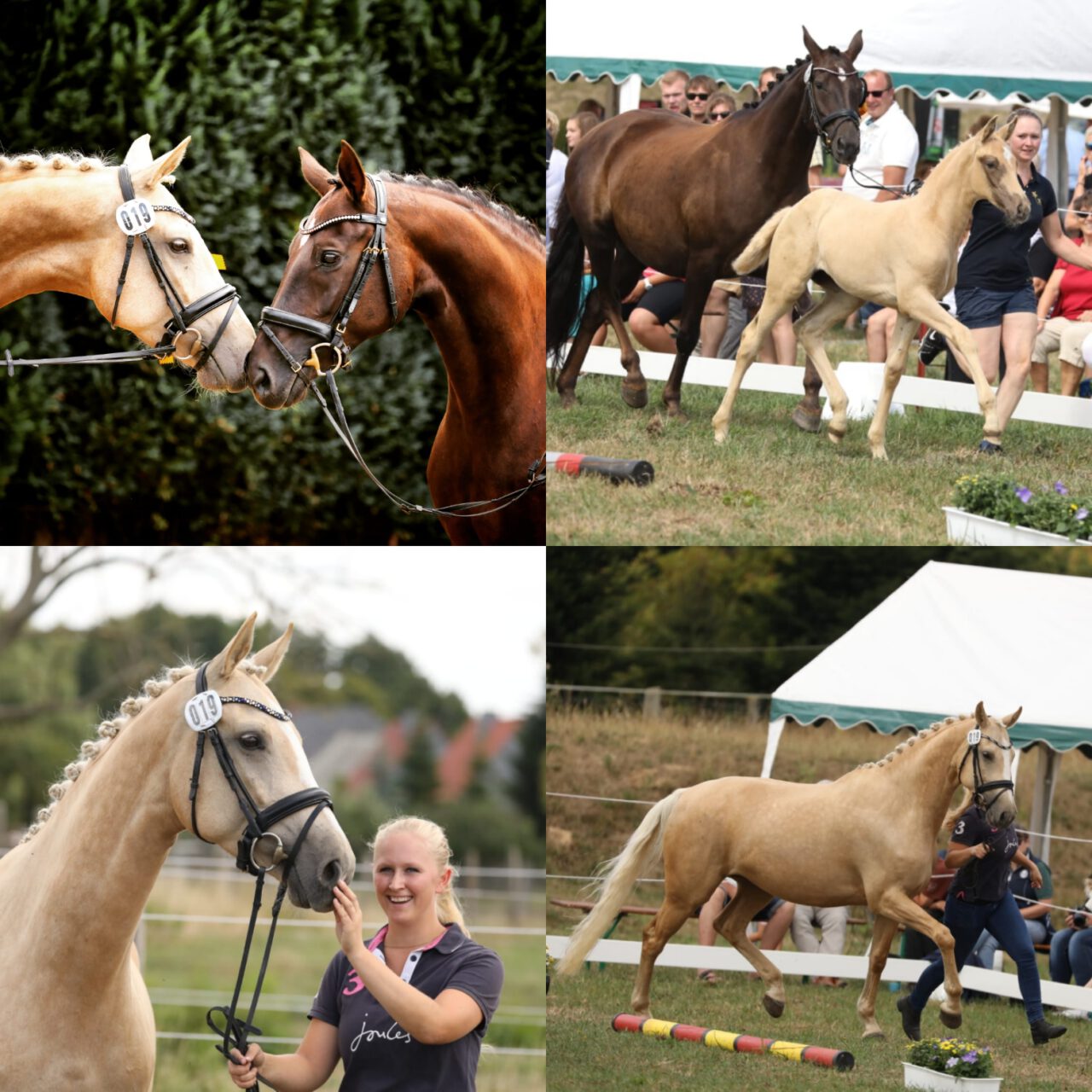 Zucht | Deichhof Tespe